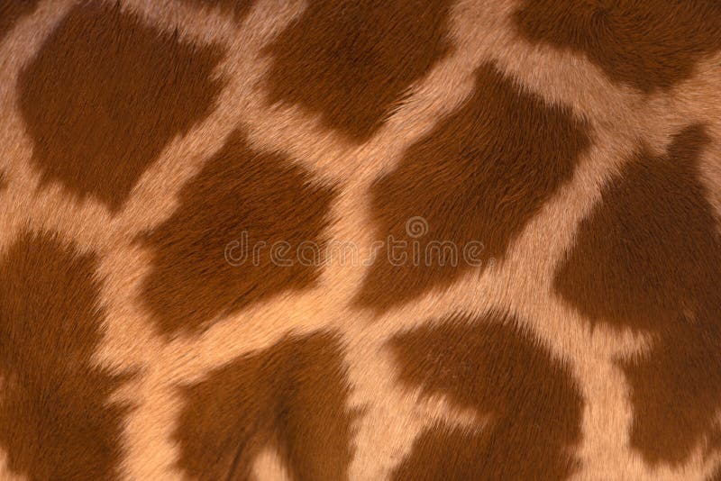 Real life Giraffe pattern stock image. Image of detail - 44782291