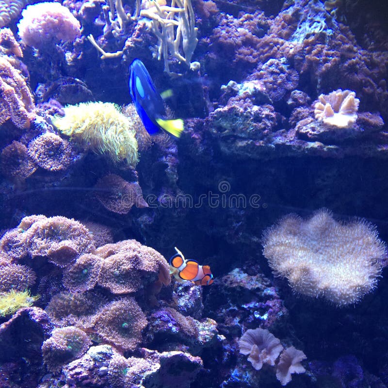 Real Nemo And Dory In Reef Aquarium Stock Photo - Image of dory, real ...
