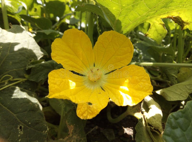 Real life yellow flowers stock photo. Image of real - 193588548