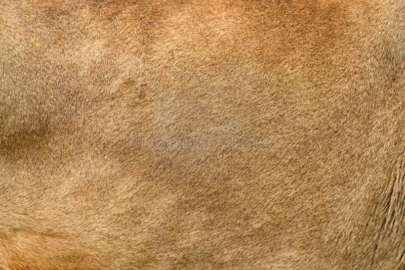 Goosebumps Skin Background stock photo. Image of goosebump - 6112842