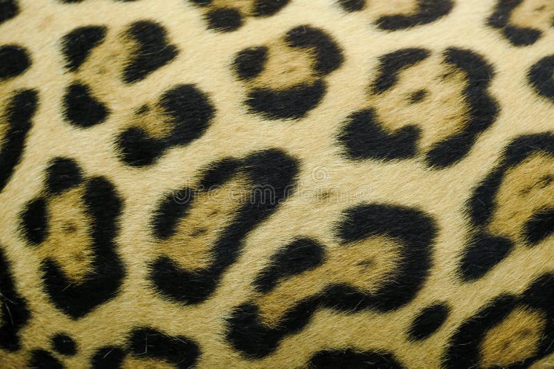 Real Live Jaguar Skin Fur Texture Background Stock Image - Image of ...
