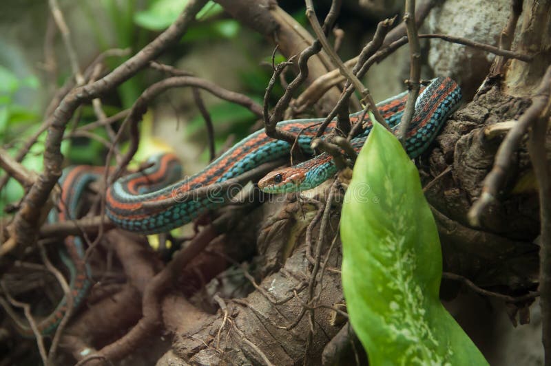 Real living snake stock image. Image of gecko, reptile - 119827295