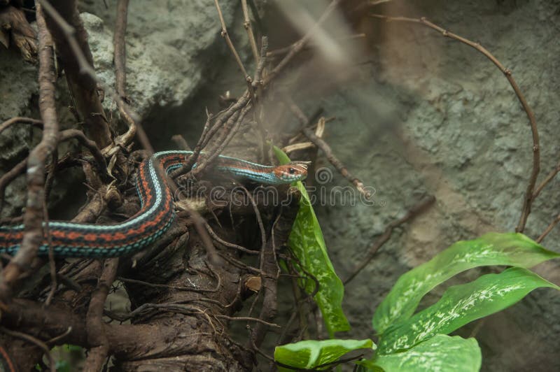 Real living snake stock photo. Image of creeping, forest - 119826864