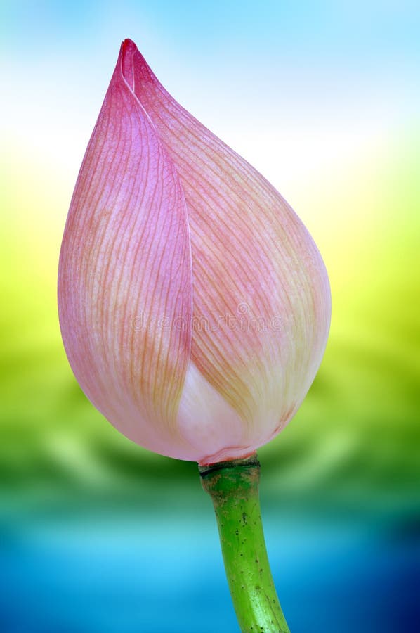 Real lotus bud stock photo. Image of fresh, floret, blossom - 33640230