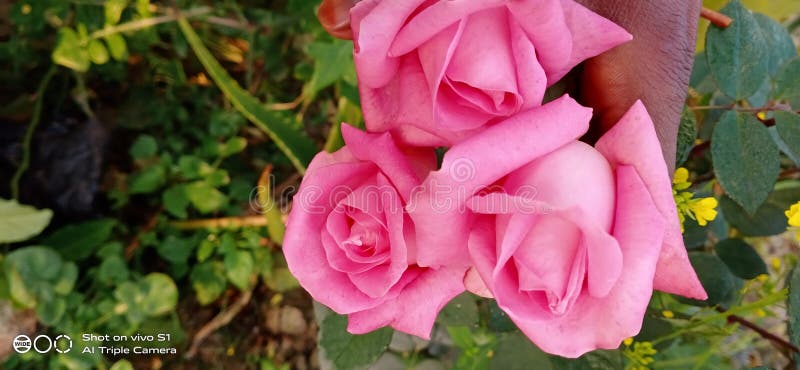 Real Lovely Flowers Indian Flowers Rose Stock Image - Image of rose ...