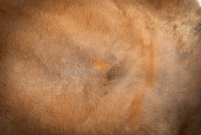 Kangaroo Fur Texture Background Stock Image - Image of background ...