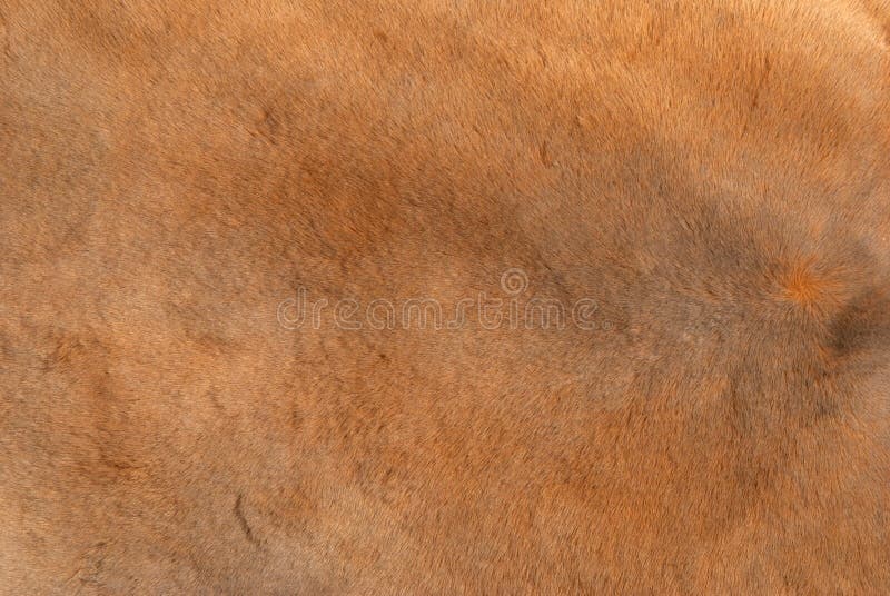 Kangaroo Fur Texture Background Stock Photo - Image of pattern, texture ...