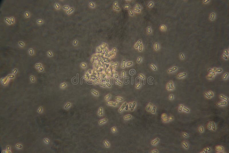 Real microscope image stock photo. Image of biological - 45526190
