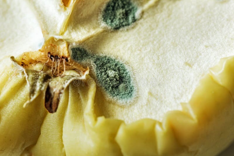 Real Mold on Apple is Large Stock Photo - Image of closeup, concepts ...
