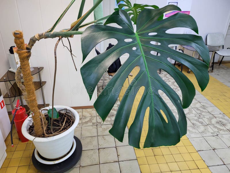 Real Monstera Leaves Decorating for Composition Design.Tropical ...