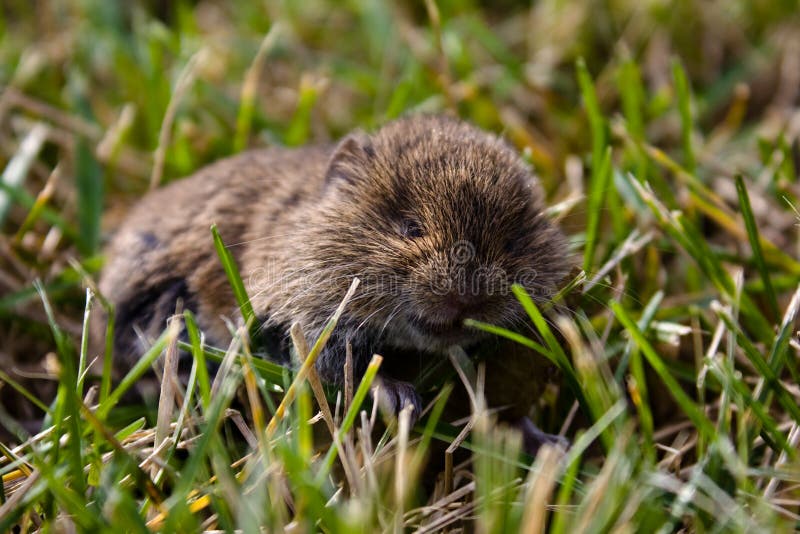 Real mouse in the grass stock photo. Image of cute, macro - 7413526