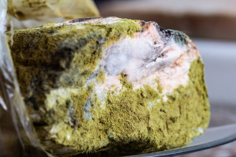 Real Multicolored Mold on Bread Stock Image - Image of microorganism ...