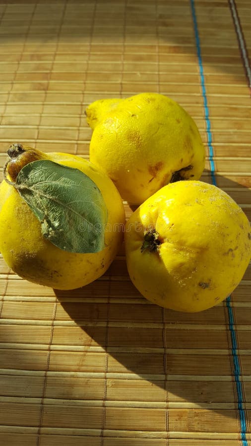 Real natural quince stock photo. Image of fruit, truth - 164778728