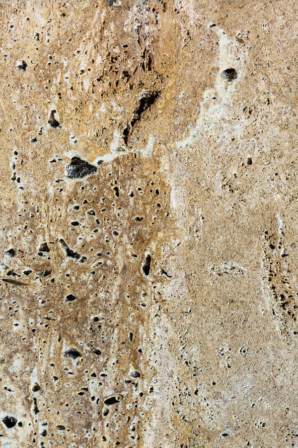 Real Natural Shell Stone. Shell Texture. Stock Image - Image of ...