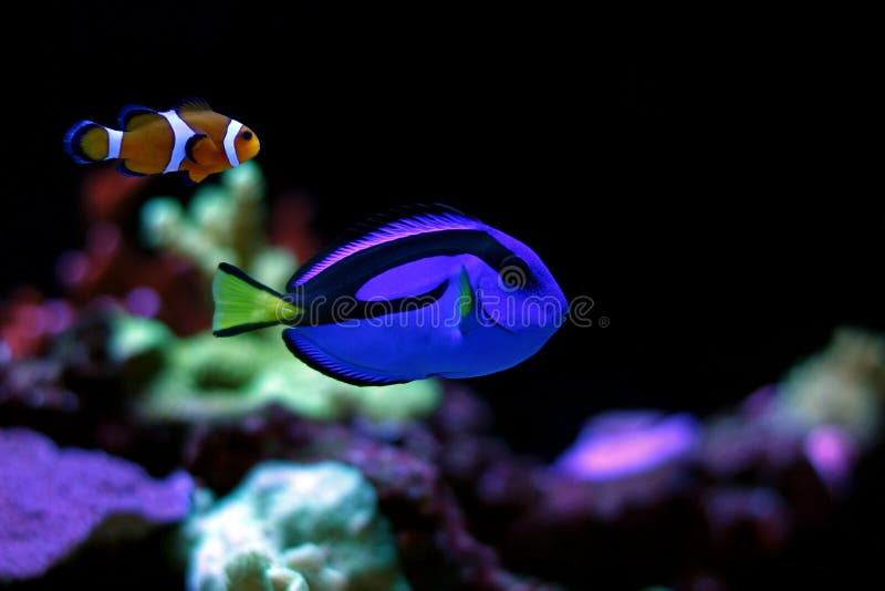 Real Nemo and Dory in Reef Aquarium Stock Photo - Image of elegance ...