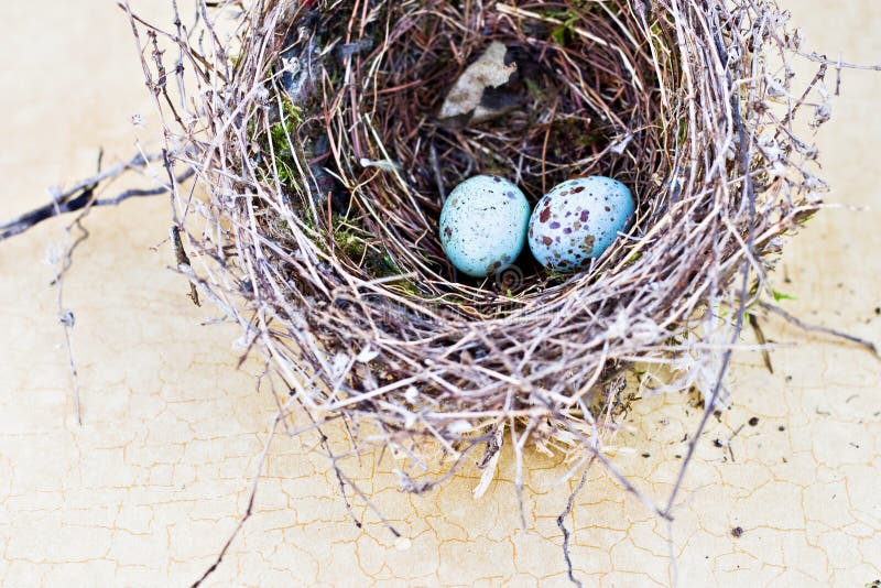 Real Nest and Blue Spotted Chipping Sparrow Eggs Stock Photo - Image of ...