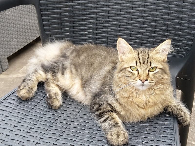 Real norwegian forest cat stock photo. Image of wildcat - 196715444