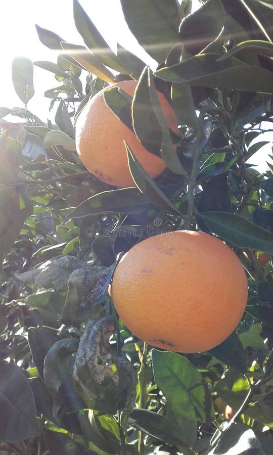 Real orange flame stock photo. Image of burning, blaze - 101454746