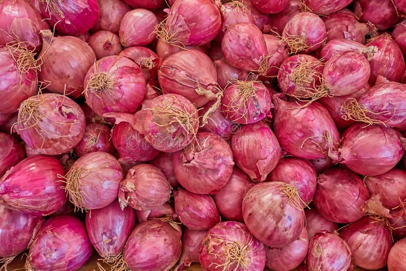 Real organic red onions stock image. Image of bunch, ingredient - 83209745