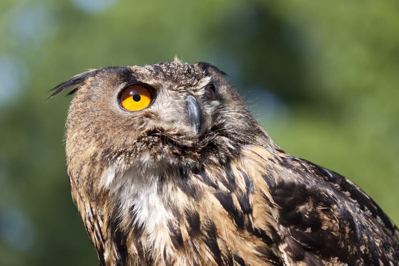 Real owl, bubo bubo stock photo. Image of face, bird - 93048994