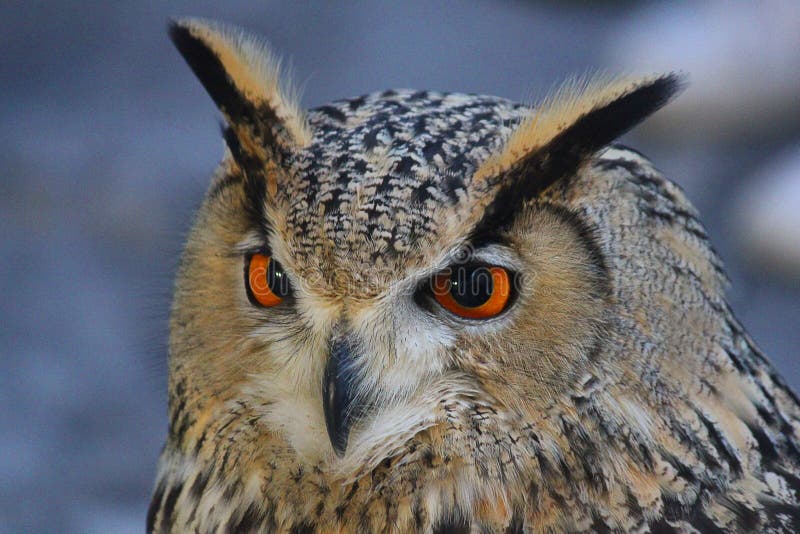 Real owl stock image. Image of bird, predatory, raptors - 63619311