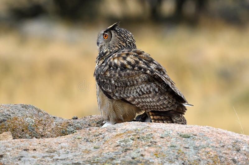 Real Owl Poses at a Usual Innkeeper Stock Image - Image of pyrenees ...