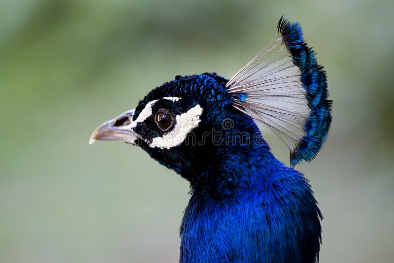 Real peacock stock image. Image of animal, real, elegance - 17829631