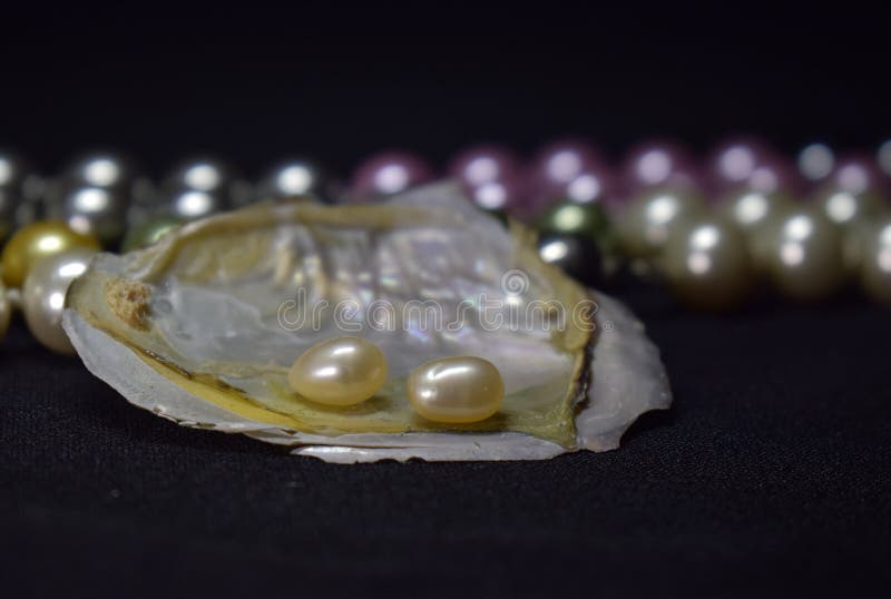 Beautiful Shells are Collectibles. Natural Beauty Stock Photo - Image ...