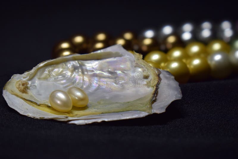 Real Pearl Necklace is a Natural Pearl that Comes from Shells, Stock ...