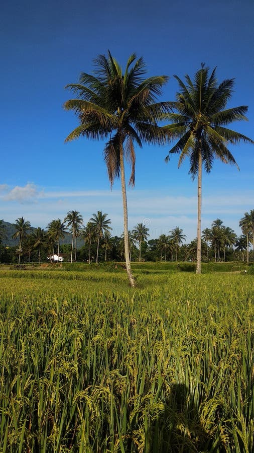 Real photo coconut plant stock photo. Image of flower - 260099680