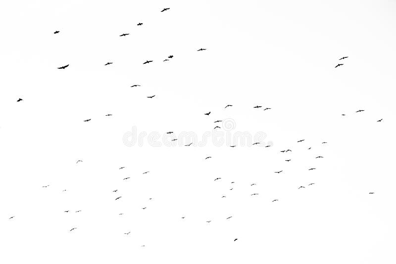 Black Crow Overlay Stock Photos - Free & Royalty-Free Stock Photos from ...