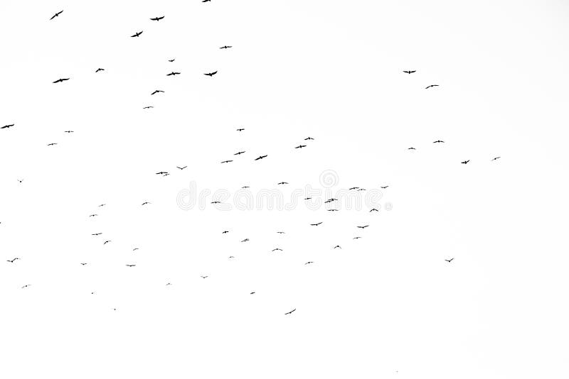 Black Crow Overlay Stock Photos - Free & Royalty-Free Stock Photos from ...