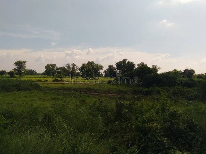 Nachar stock image. Image of real, tree, green, nachar - 124521893