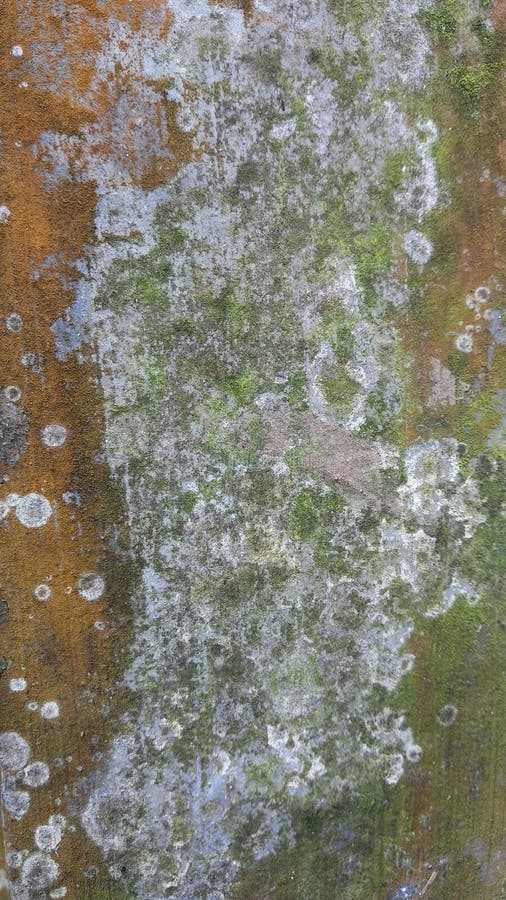 Real Photo of Moss Texture Wall Stock Photo - Image of rock, soil ...