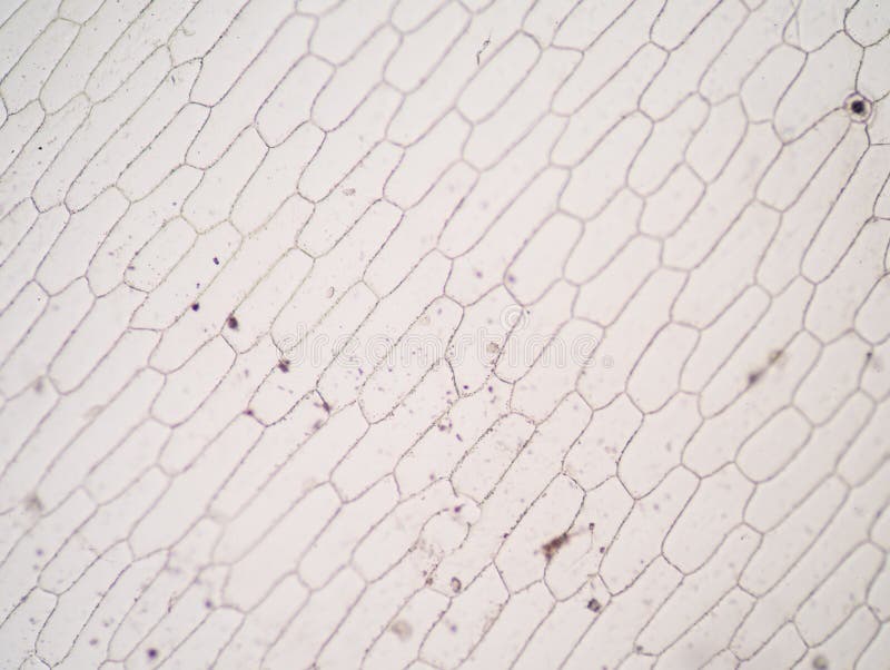 Real Plant Cells Stock Photos - Free & Royalty-Free Stock Photos from ...