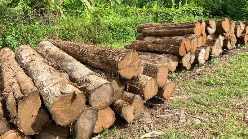 Real Photos of Logs, Logs that Haven T Been Trimmed on the Outside ...