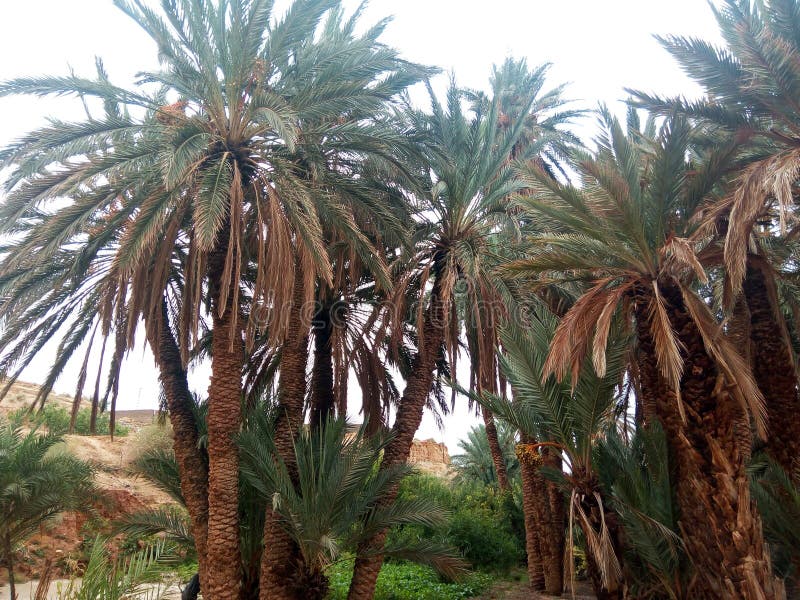 Real Pic of Natural Palms Algeria Stock Photo - Image of tree, amaizing ...