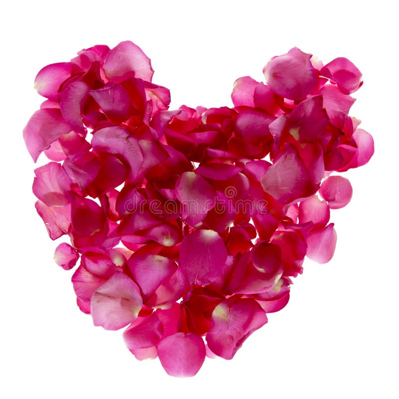 Real Pink Rose Heart Shape on White Background Stock Illustration ...