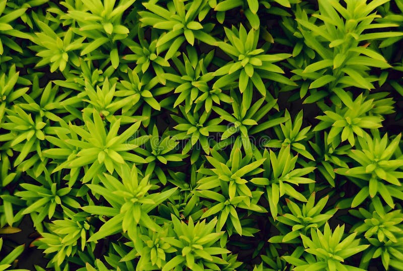 Real Plant Texture Rough Pattern Image Abstract Background Art Stock ...