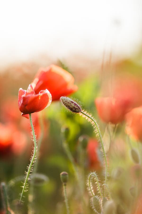 Real Poppies in Nature Against the Sky in Sunset Rays Stock Image ...