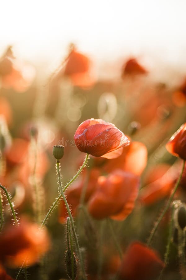 Real Poppies Nature Against Sky Sunset Rays Stock Photos - Free ...