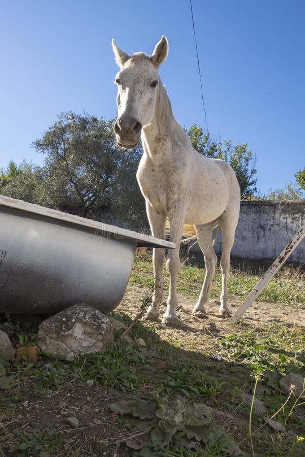 Portrait of a white horse. stock photo. Image of mammal - 268716214