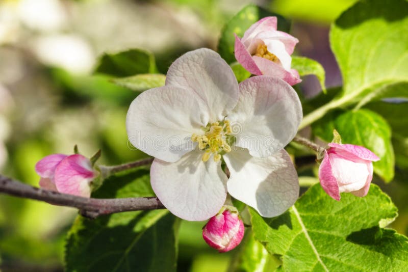 Real Pretty Blooming Apple Tree Flower Stock Photo - Image of fresh ...