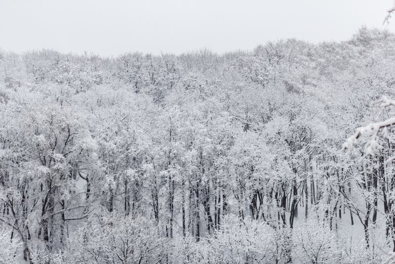 Real Pretty Winter Snow-covered Trees Stock Image - Image of background ...