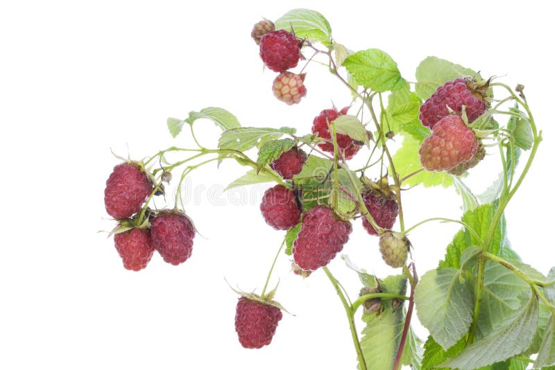 Raspberry bush concept stock image. Image of vegetable - 25639643