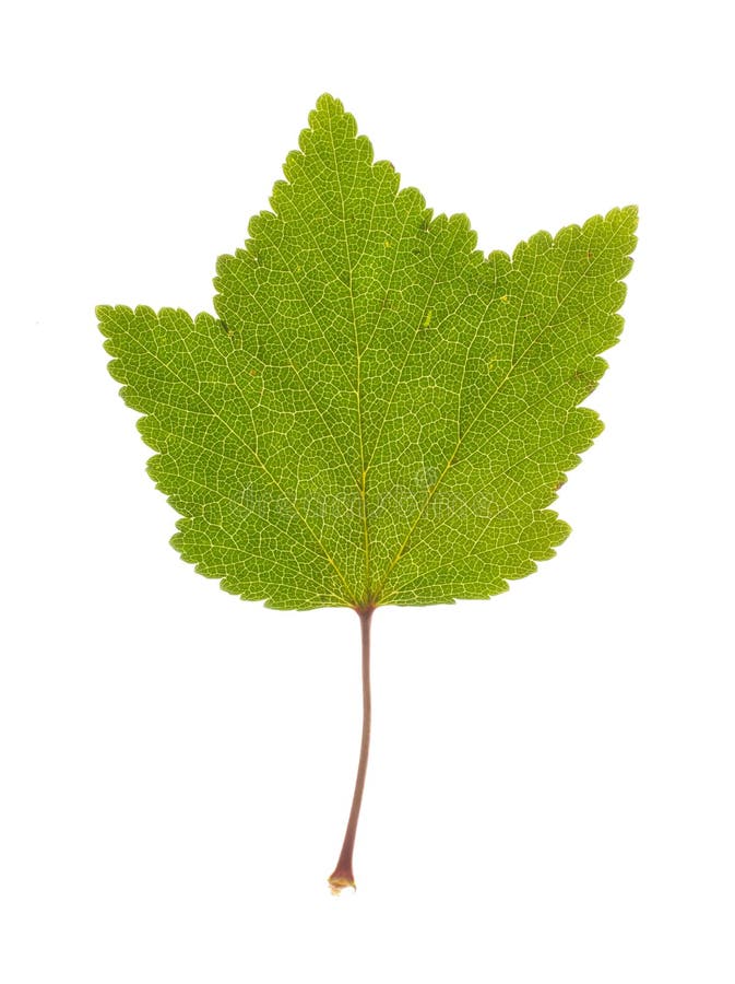 Real oak leaf isolated stock photo. Image of green, floral - 42494670