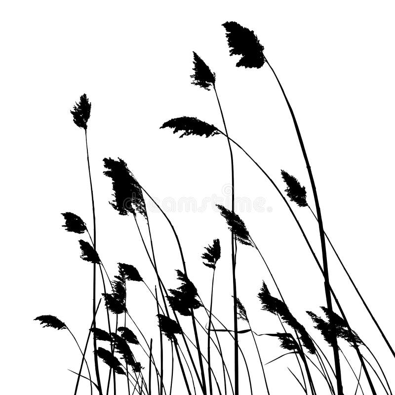 Reed Stock Illustrations – 22,547 Reed Stock Illustrations, Vectors ...