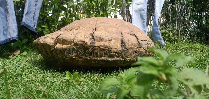 A Real Rock Shaped Like a Tortoise Shell. Stock Photo - Image of shaped ...