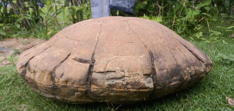 A Real Rock Shaped Like a Tortoise Shell. Stock Image - Image of garden ...