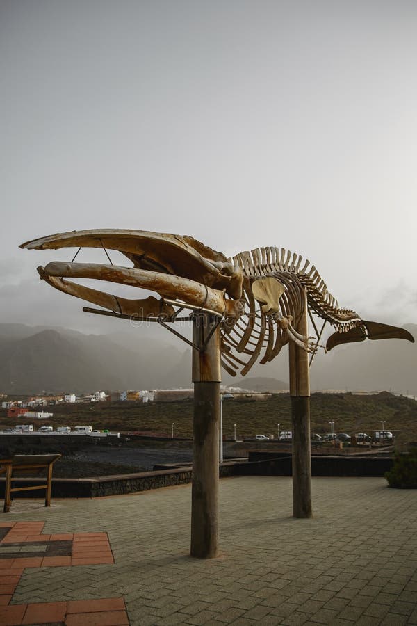 Orca Skeleton Stock Photos - Free & Royalty-Free Stock Photos from ...